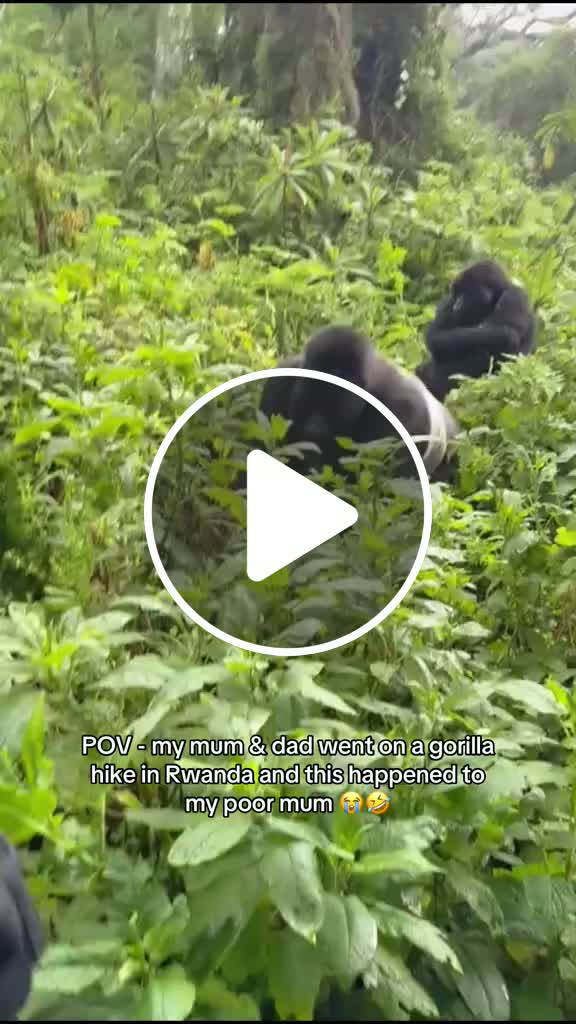 Im sorry but I cant stop laughing - NewsBreak