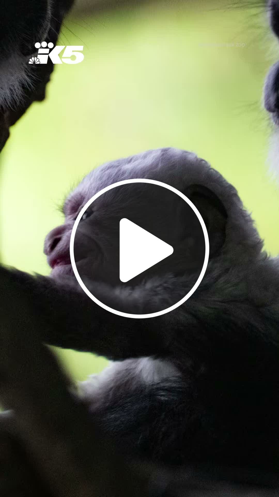 Woodland Park Zoo welcomes new Colobus monkey - NewsBreak