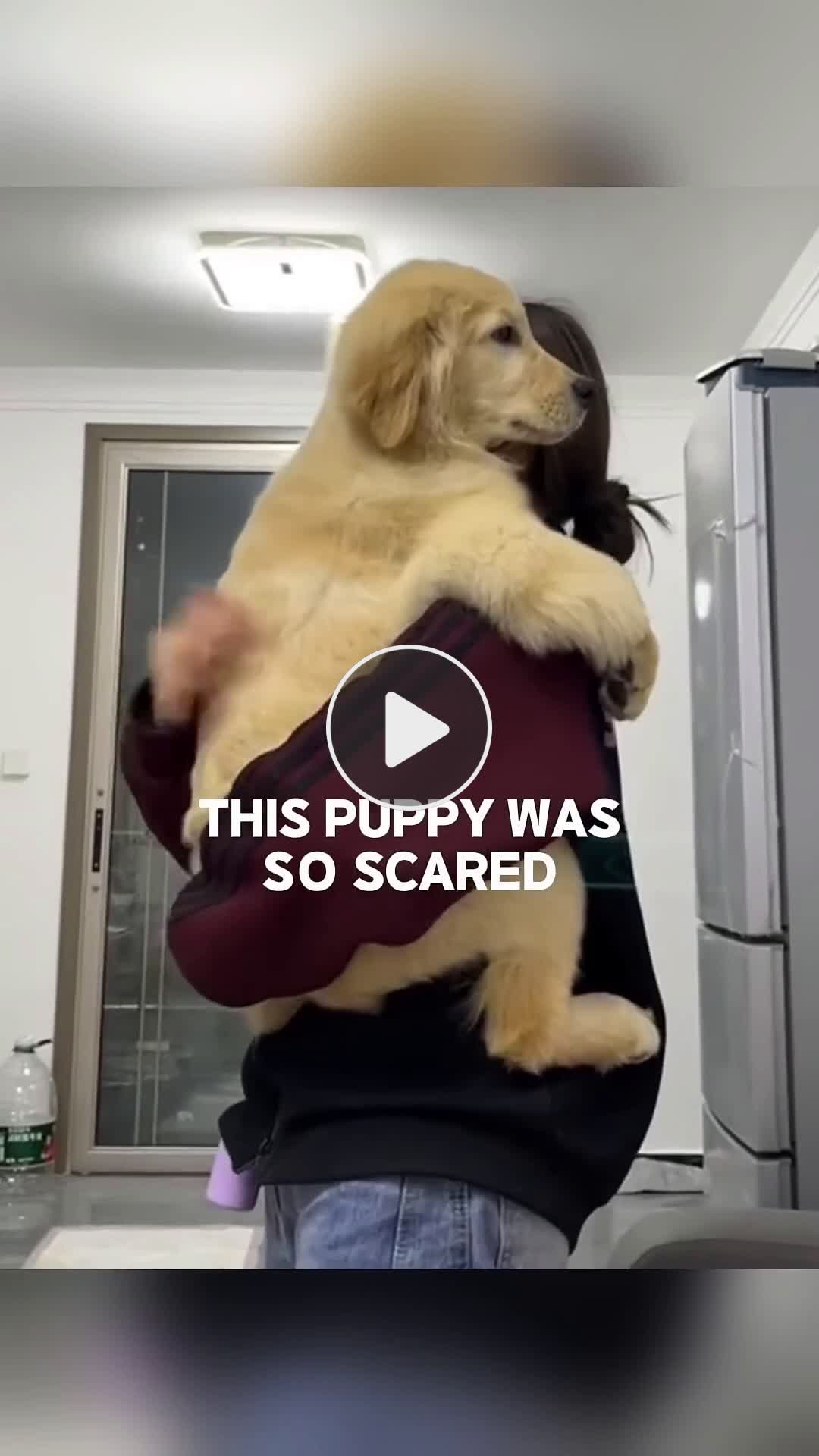 Her puppy's first reaction to seeing a bug is so adorable 😂 #dog ...