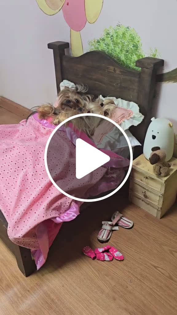 every dog deserves this type of life - NewsBreak