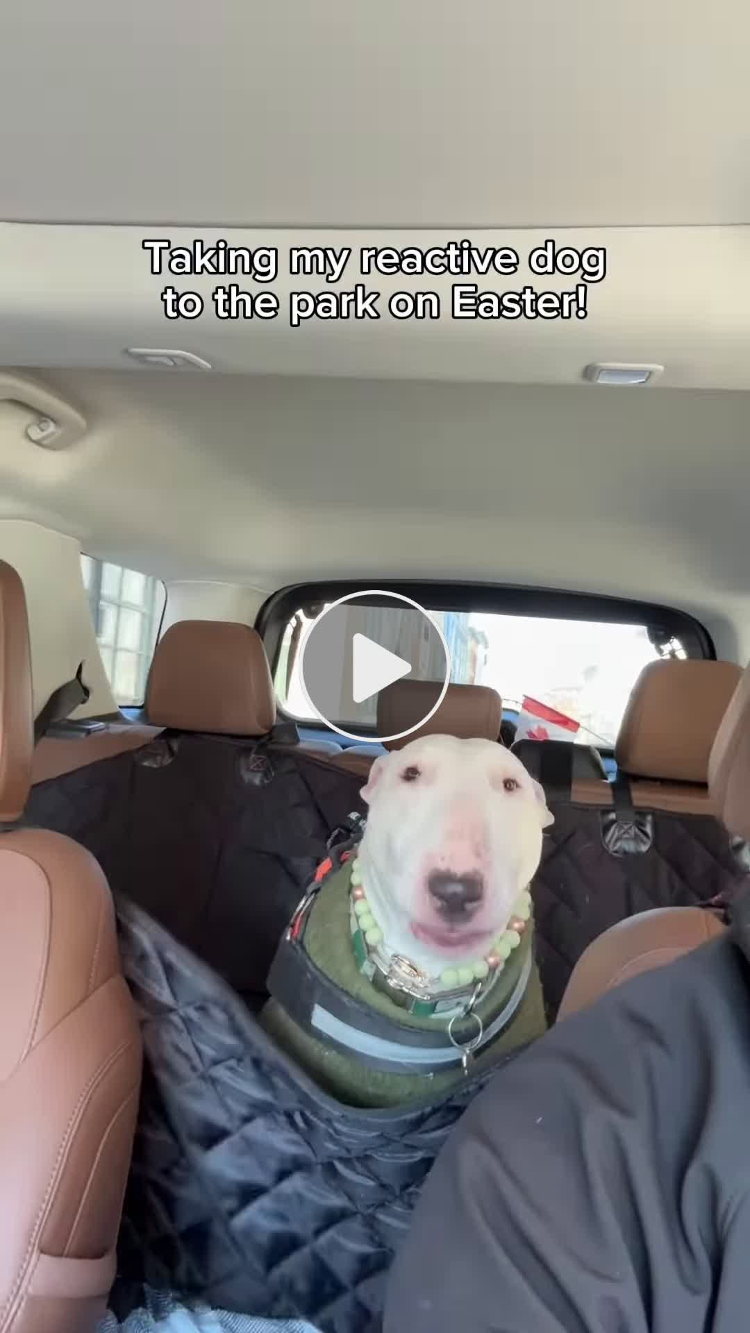 Almost got robbed today #dogs #meme #park #maine #dog #scary # ...