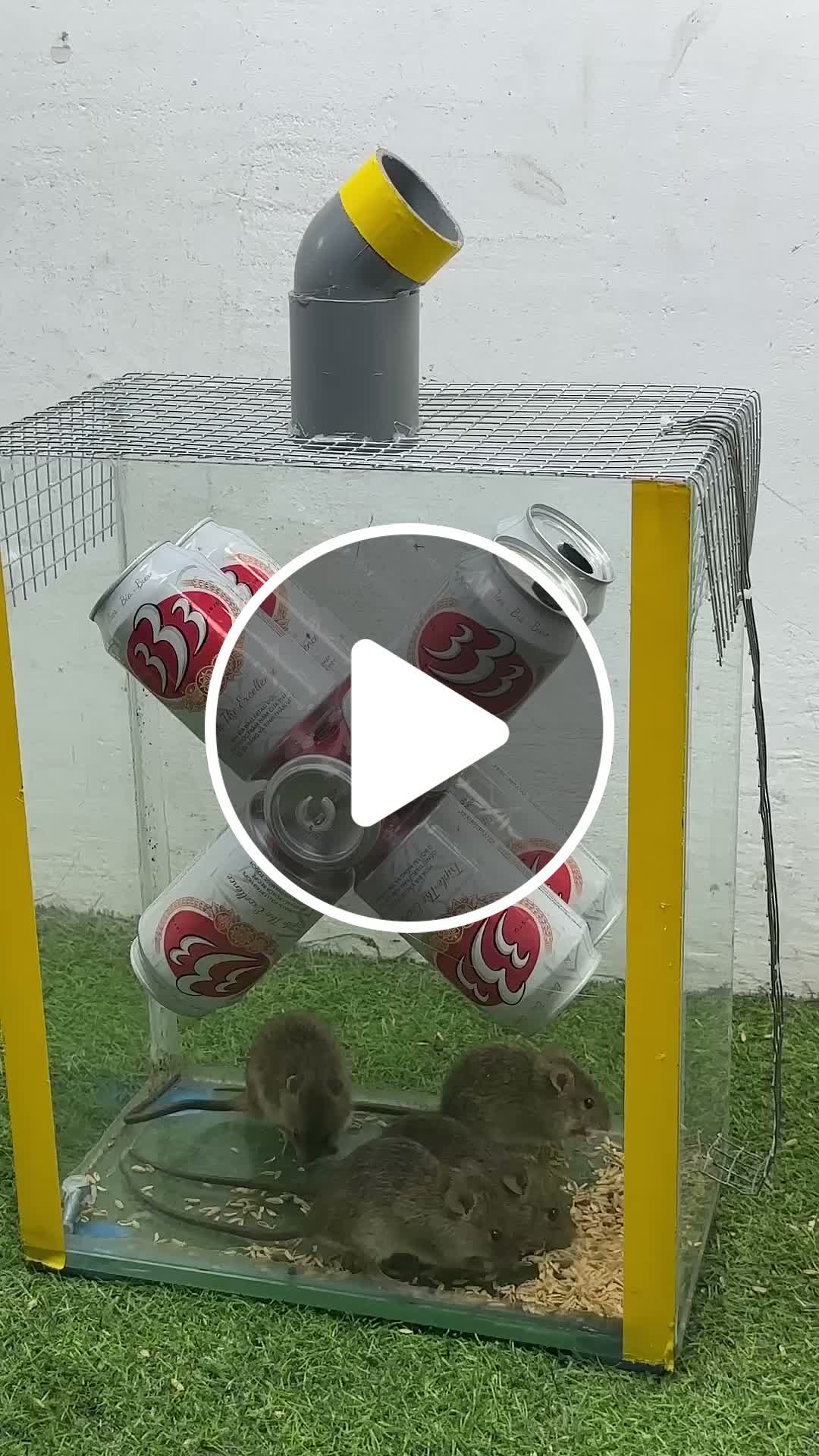 The world's most amazing homemade mouse trap idea #rattrap #mousetrap ...