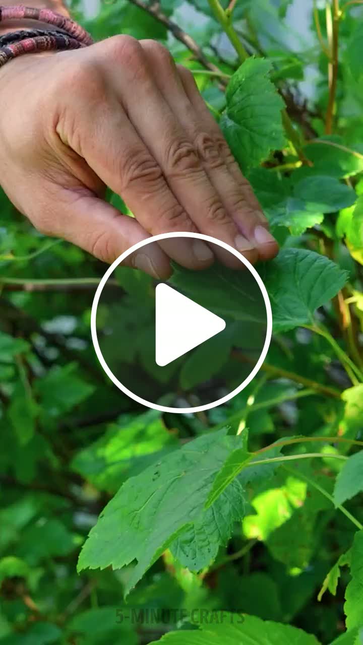 The Wrong Way to Garden That Actually Works - NewsBreak