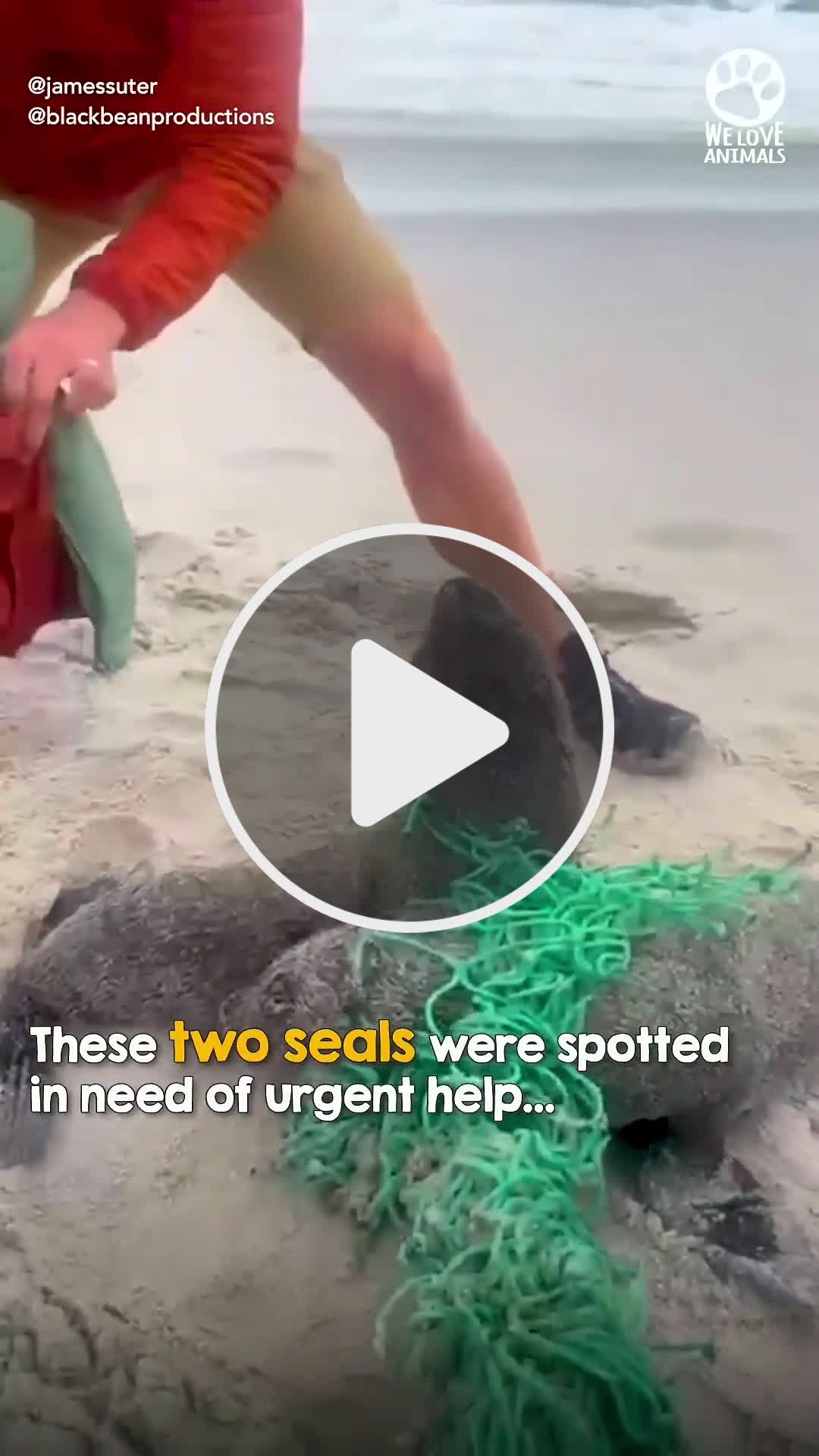 Brave heroes rescue seals tangled in net - NewsBreak