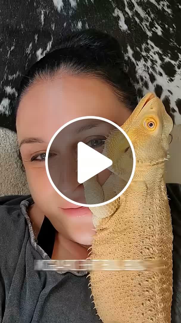 Bearded Dragons Make AMAZING Pets #animals - NewsBreak