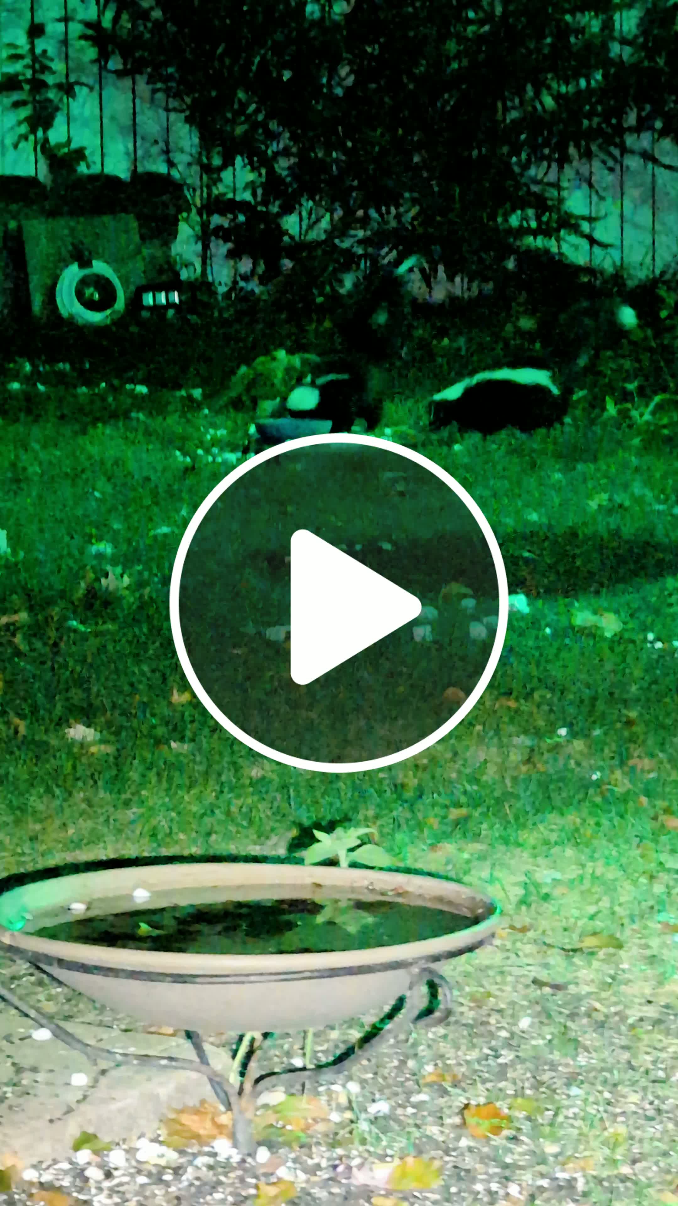 This was right after filming Chunky Snuggler near the end I saw 2 ...