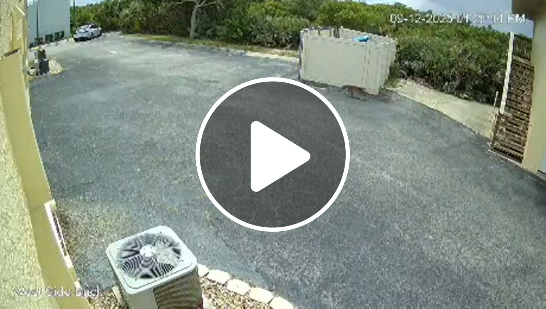 Ponce Inlet fire department camera catches moment bobcat strolls behind ...