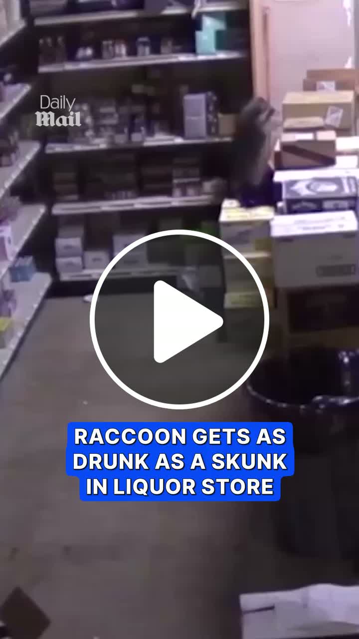 Raccoon passes out in liquor store bathroom after breaking in and ...