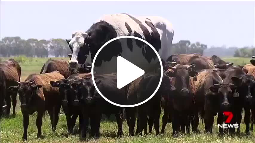 a giant cow which is 4 times the size of a cow - NewsBreak