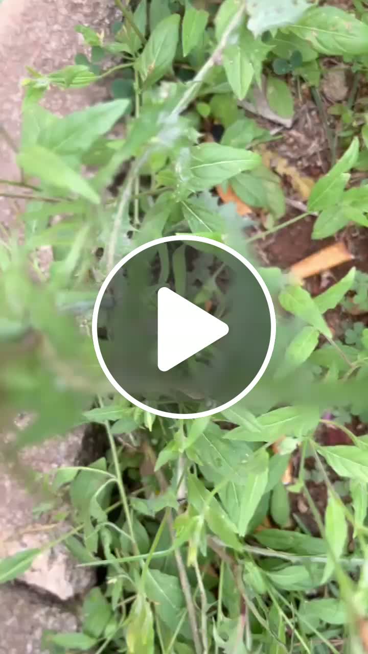 Gisele Bundchen marries Joaquim Valente three years after Tom Brady ...