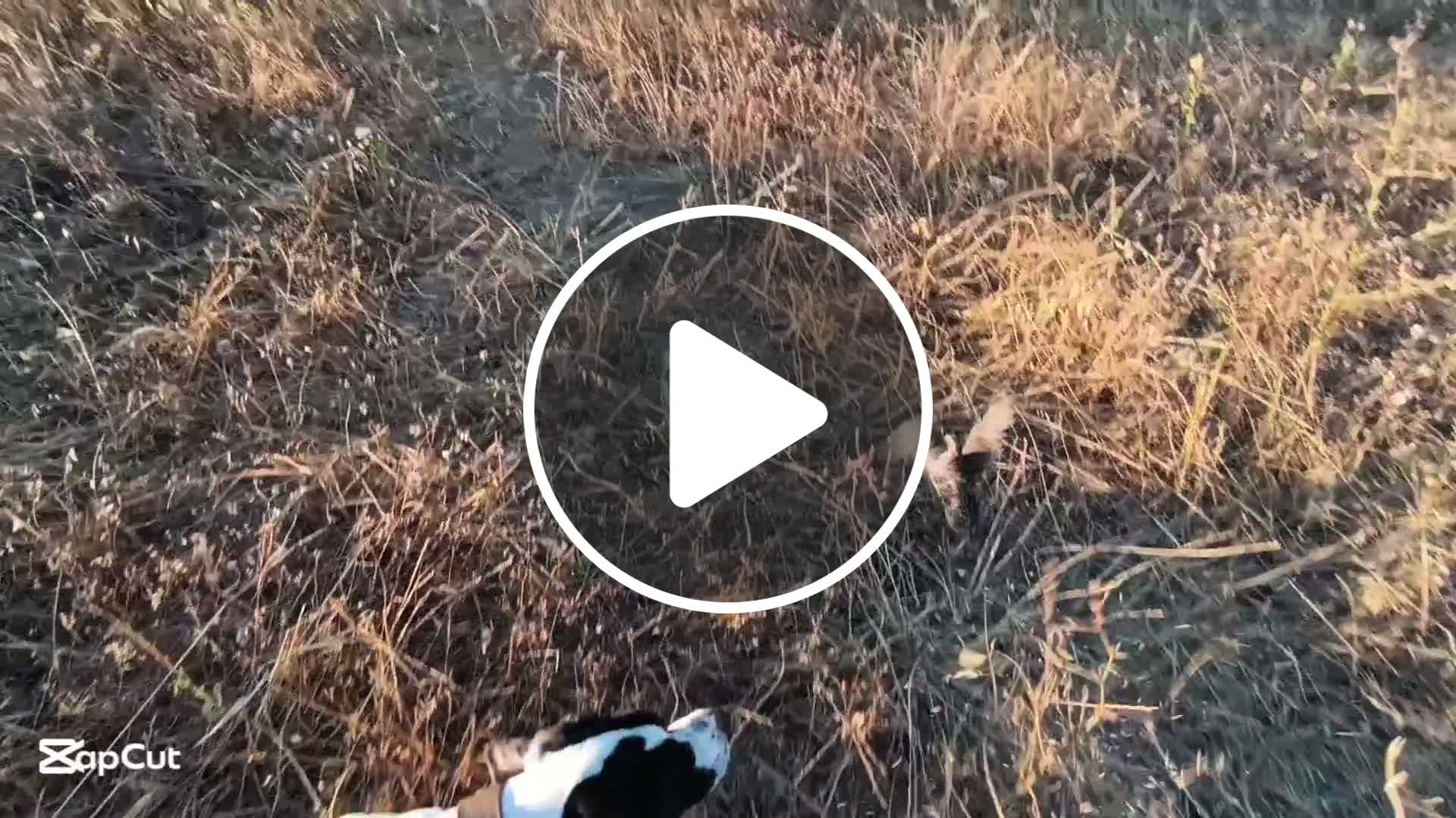 Bird tries to take off but a Pointer dog with perfect timing and focus ...