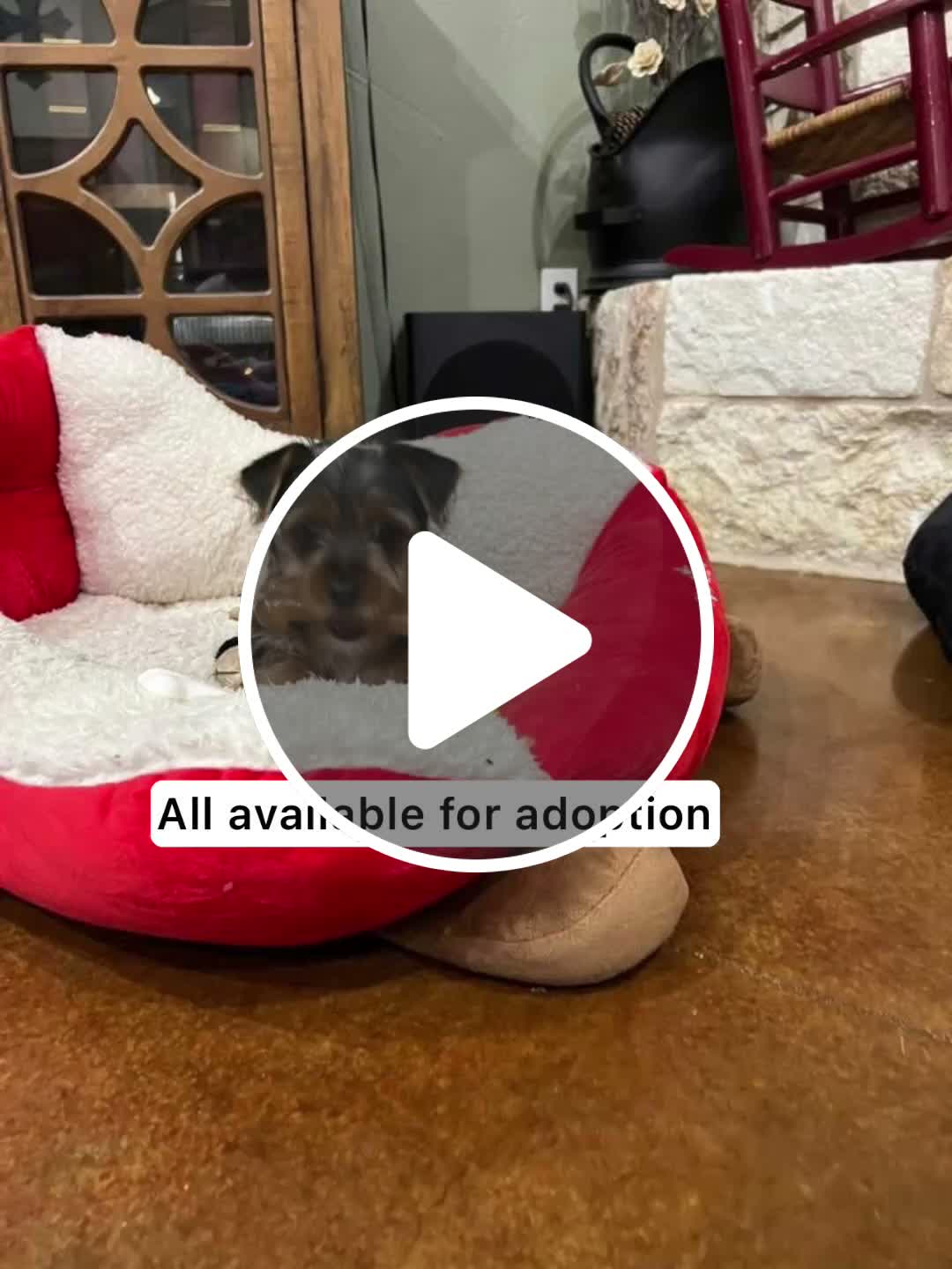 Available for adoption - NewsBreak