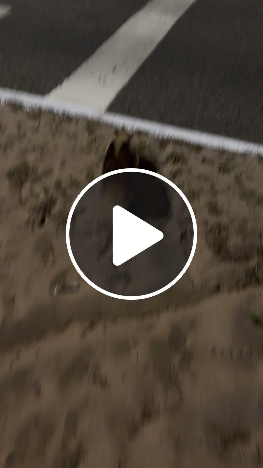 Man helps anteater safely cross road in João Pessoa, Brazil - NewsBreak