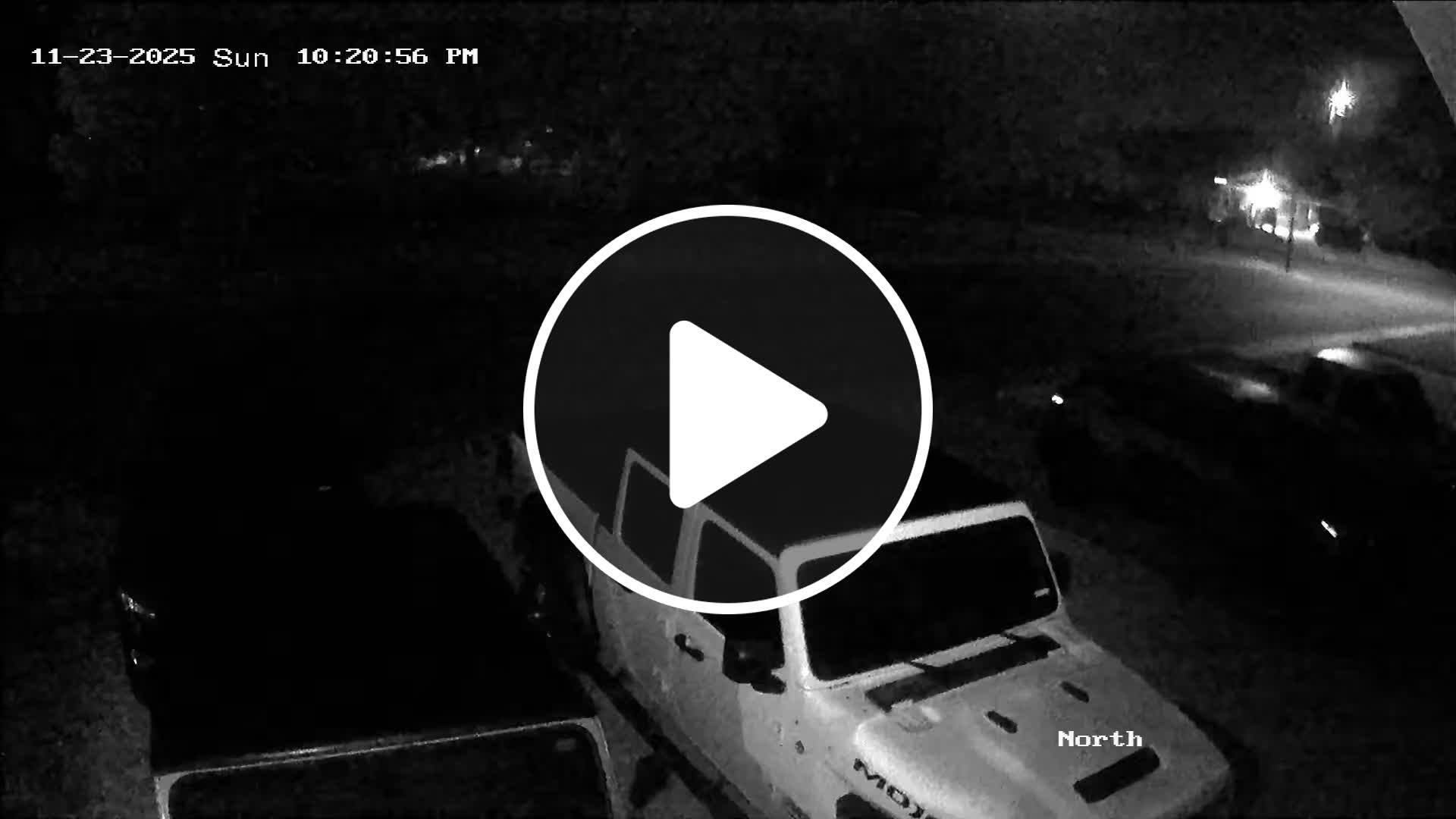 The Brave Animals Battled Lions and Won - NewsBreak