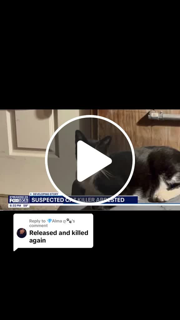 missing cats from around the neighborhood were found in a home dead ...