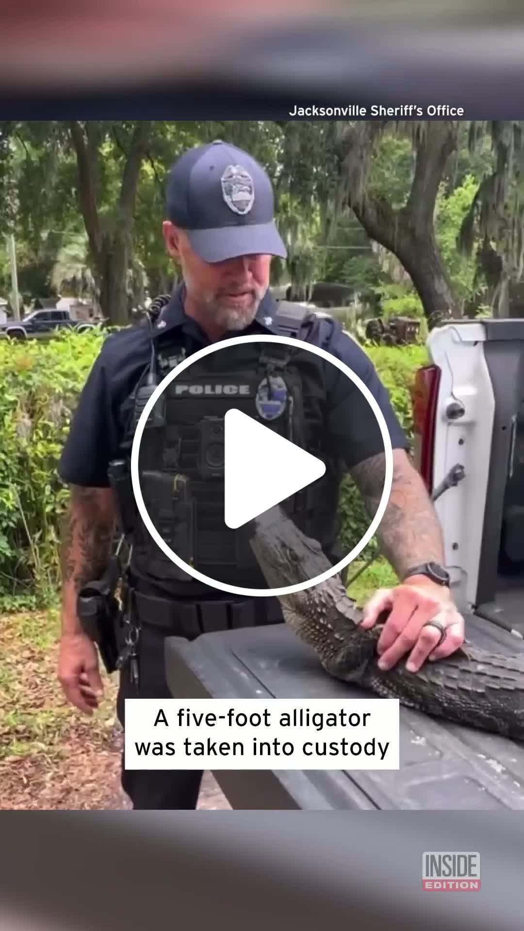 5-Foot Alligator Arrested at Home of 104-Year-Old Woman #shorts.mp4 ...