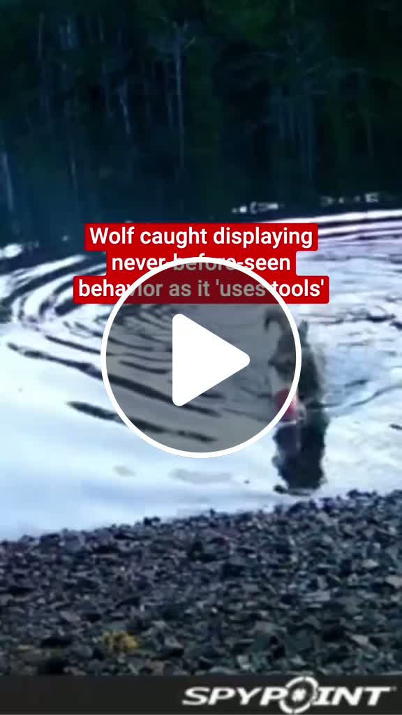 A wolf was caught on camera displaying behavior never seen before in ...