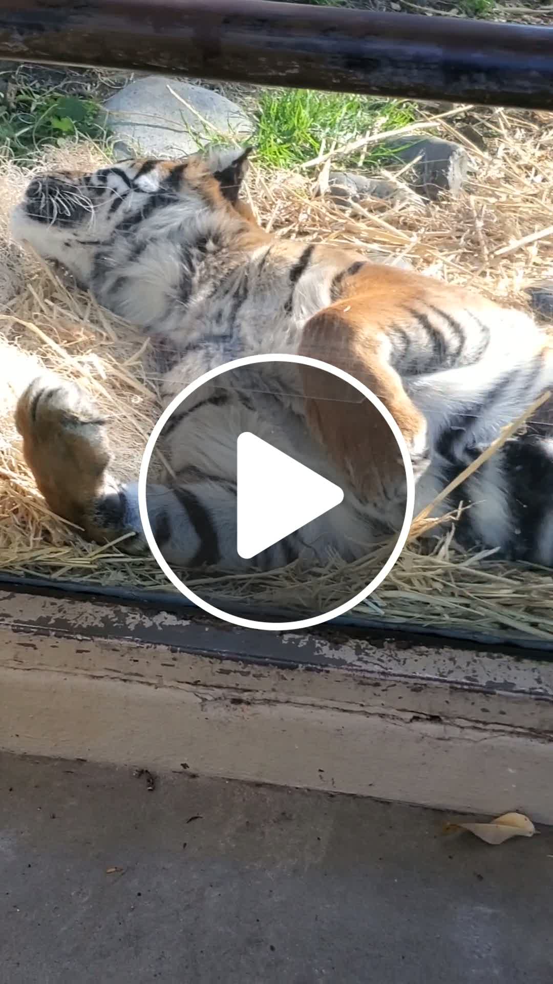 #FirstVideoChallenge Tiger up close and Personal #eyeofthetiger #tiger ...
