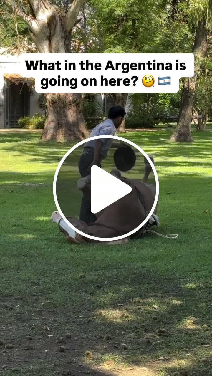 Now That's a Well Trained Horse - NewsBreak