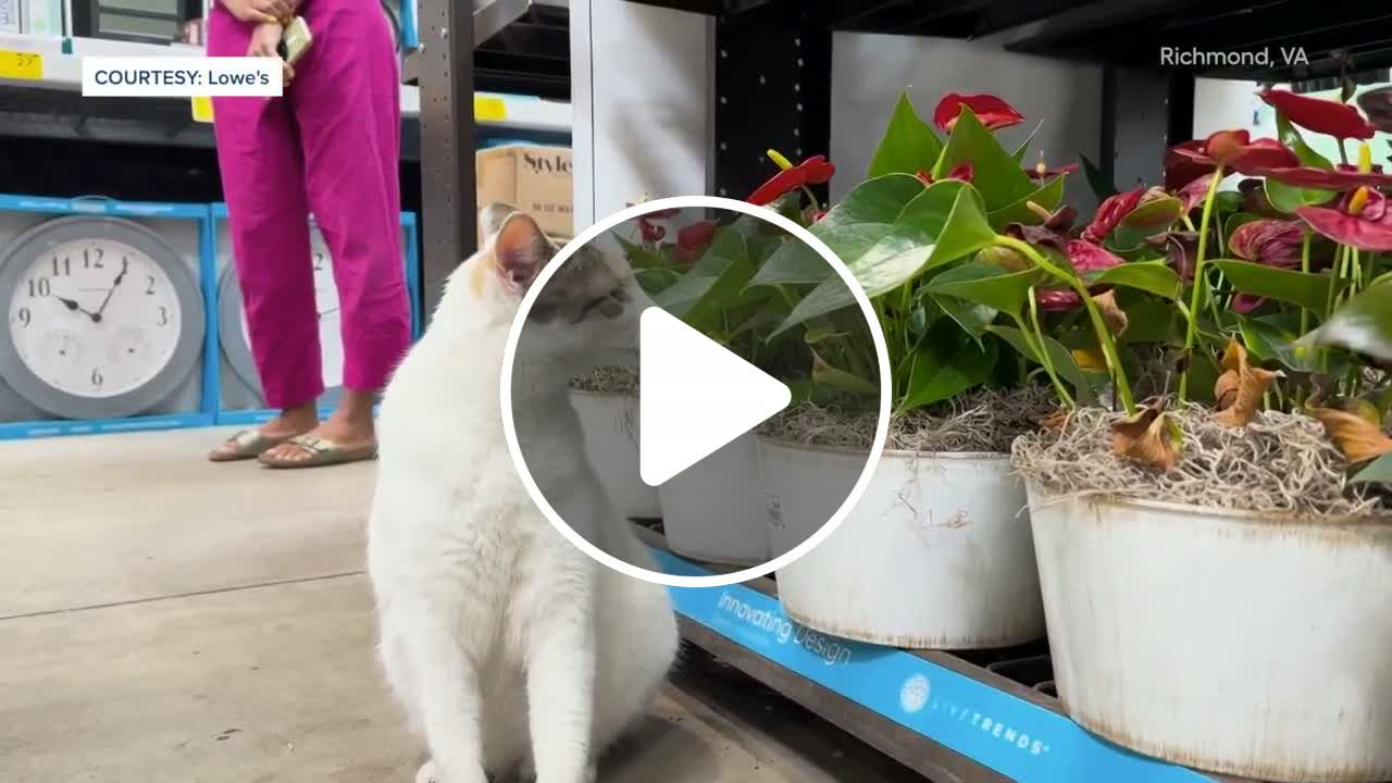 Search for Richmond's 'very special' Lowe's cat Francine goes viral ...