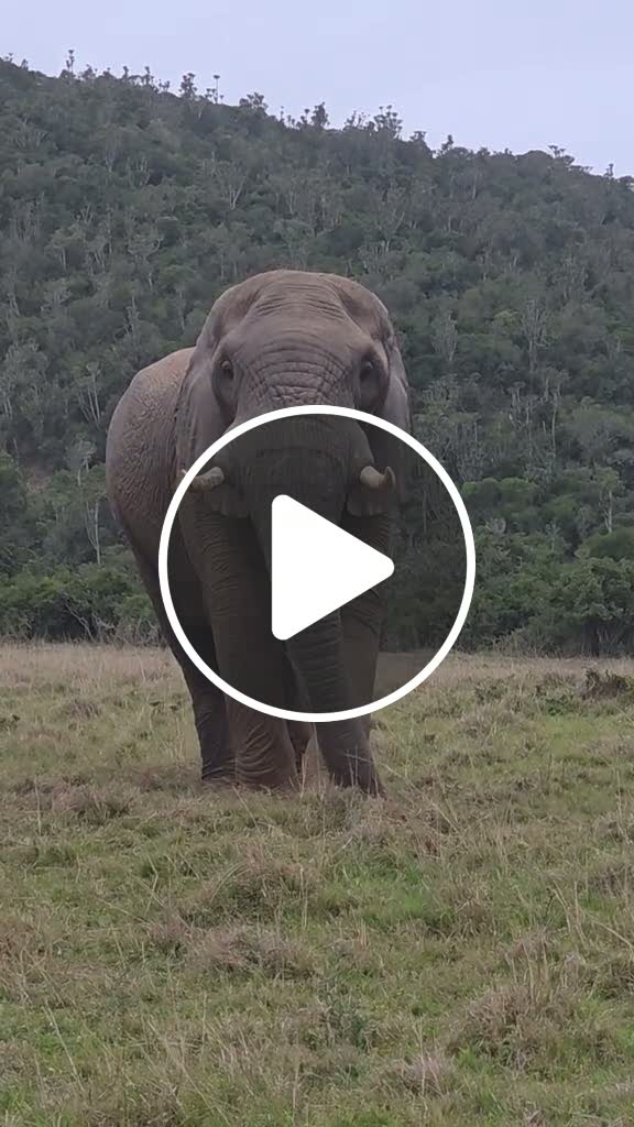 unforgettable encounter in the heart of nature - NewsBreak