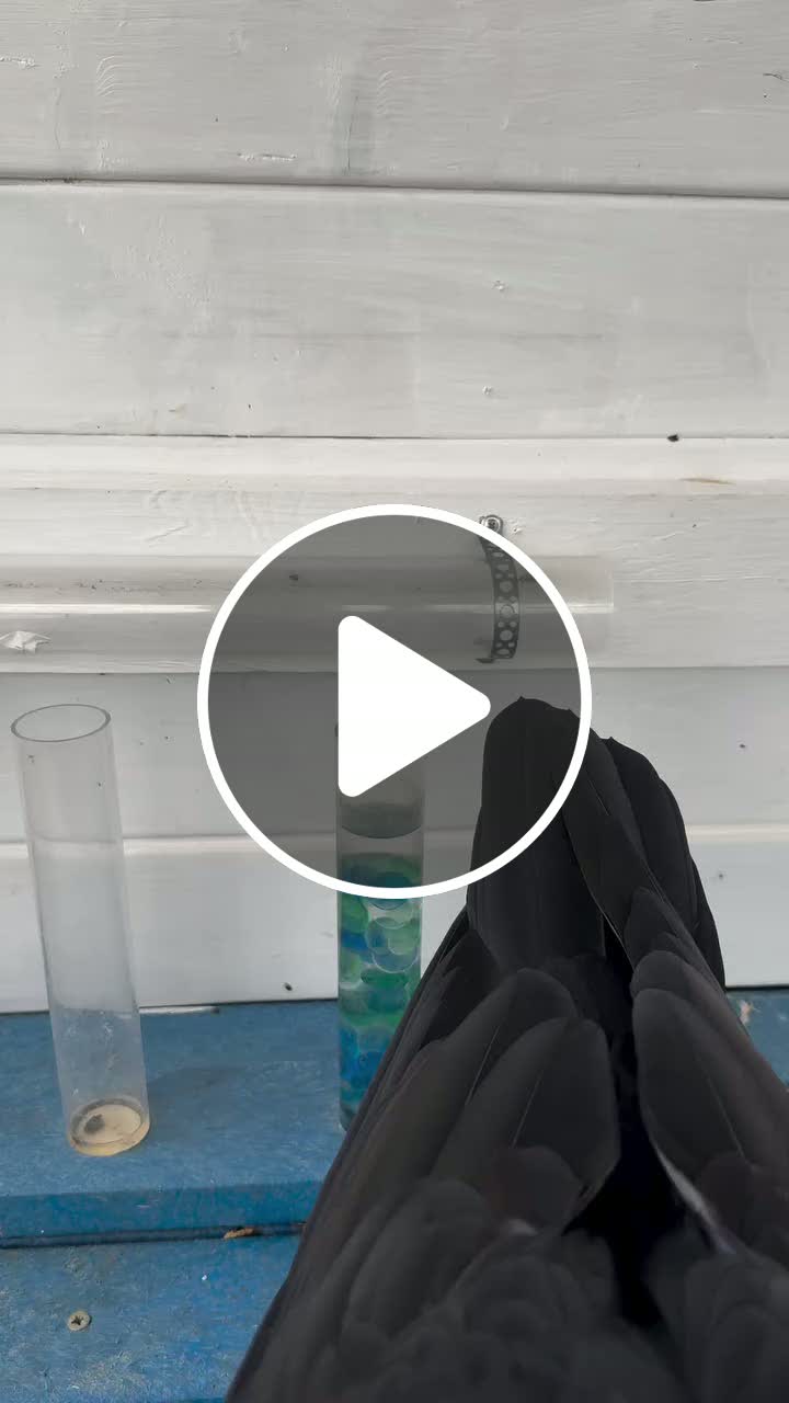 this is where the Crow is one of the genius birds - NewsBreak