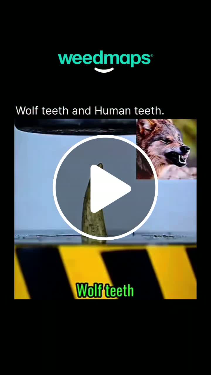 #TooFunnyToScroll Wolf teeth vs Human teeth - Wolves have long, sharp ...