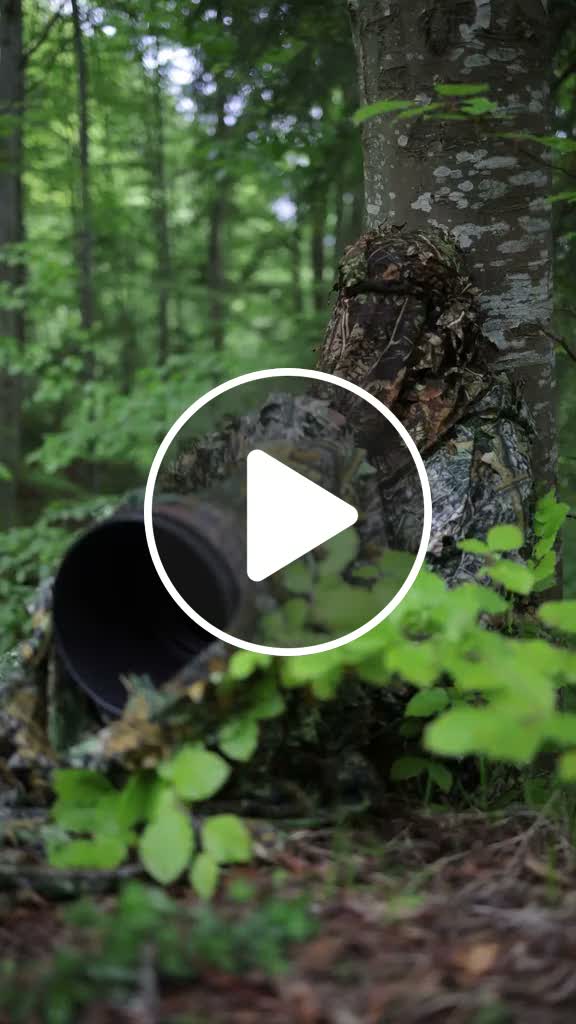 Face to face with European brown bear - NewsBreak