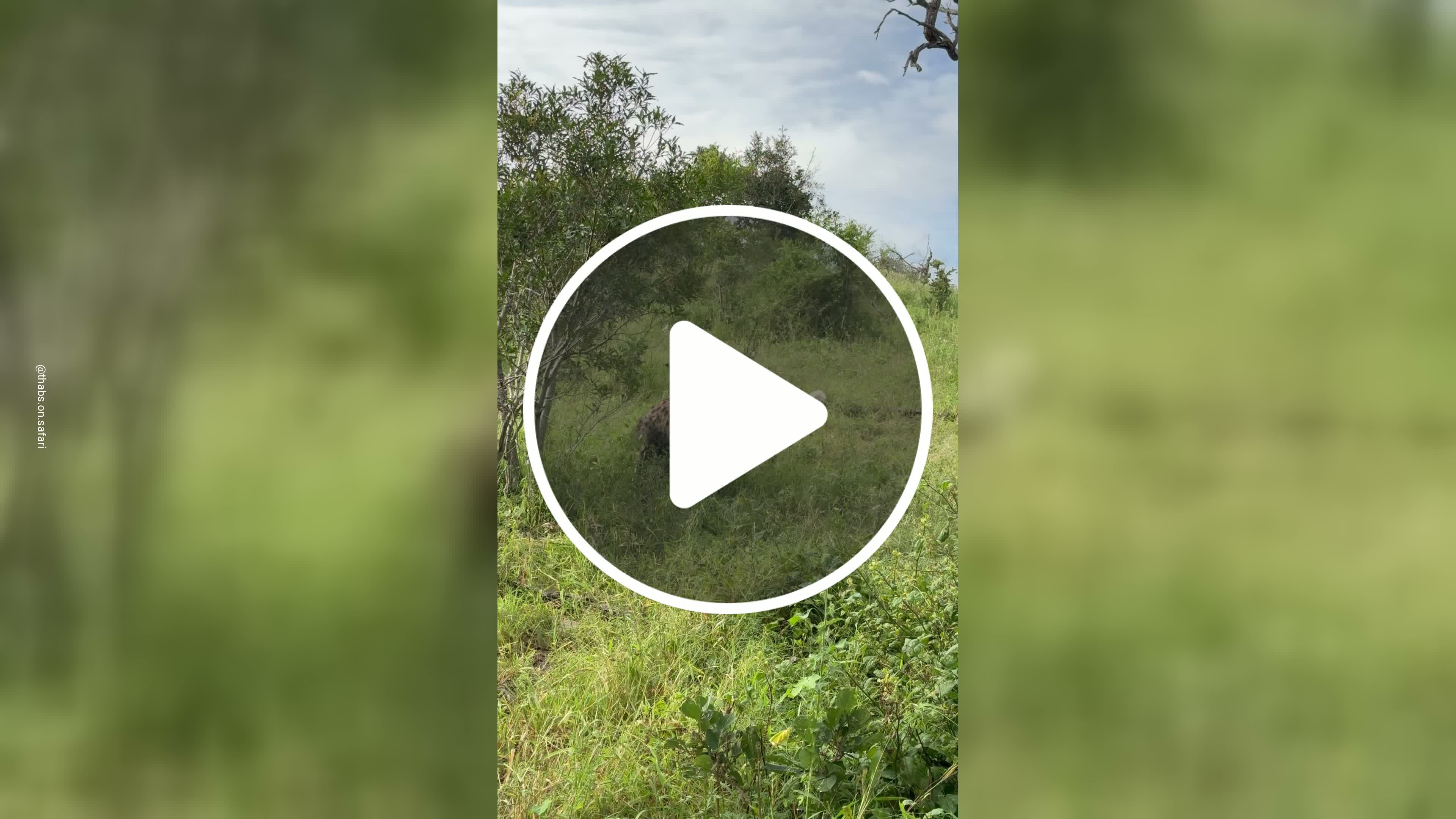 Cape Hunting Dogs Fend off Hyena in Fiery Carcass Battle - NewsBreak