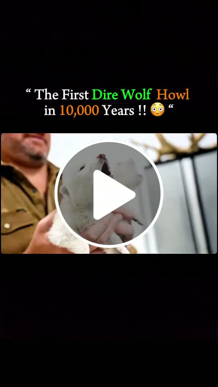 #UnpopularOpinion Three wolf pups named Romulus, Remus, and Khaleesi ...