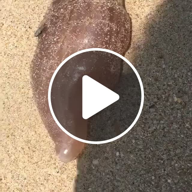 These bizarre mutant sea blobs have been crawling out of the ocean ...
