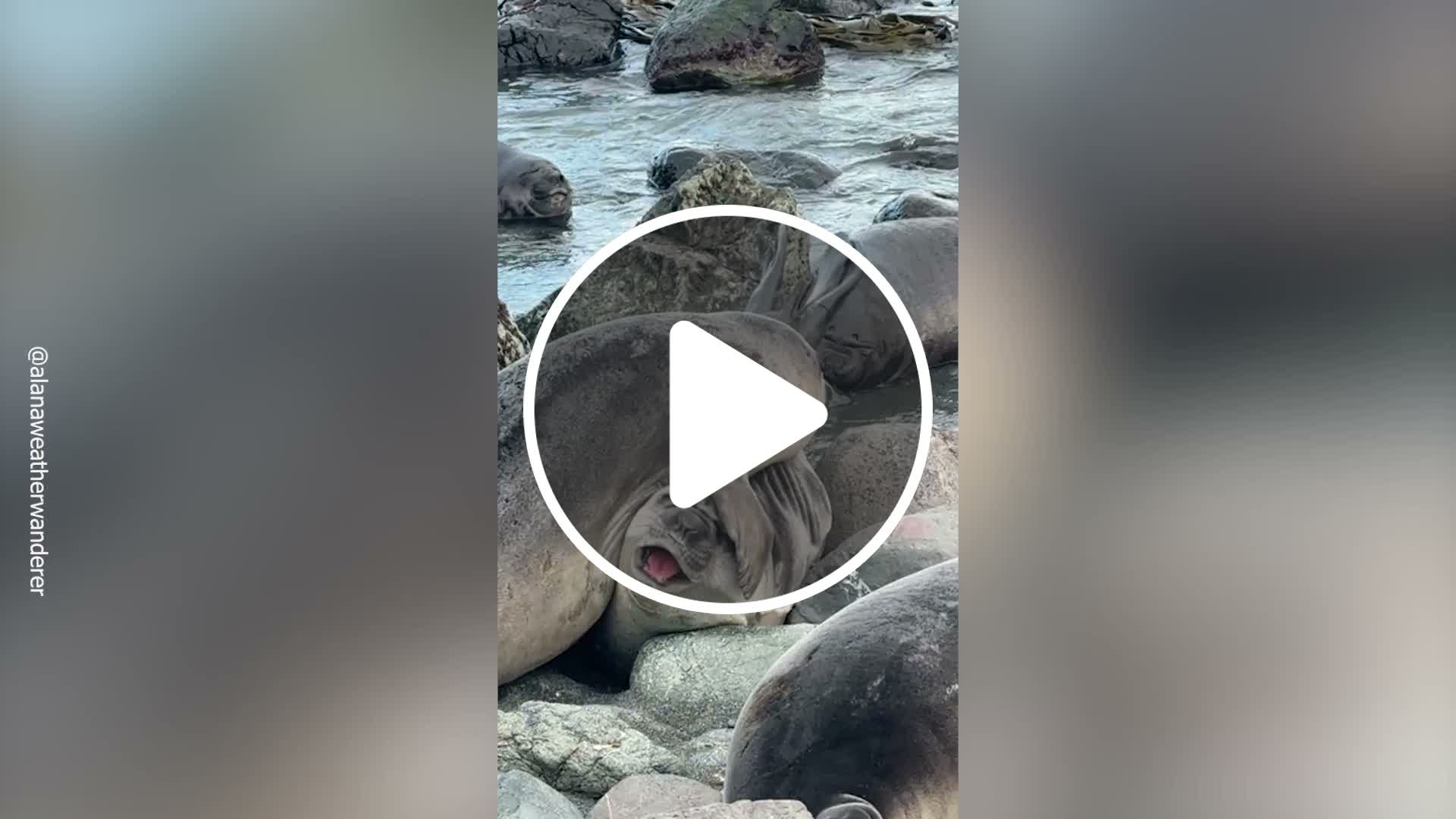 Clumsy Seal Pup Starts Beach Drama - NewsBreak