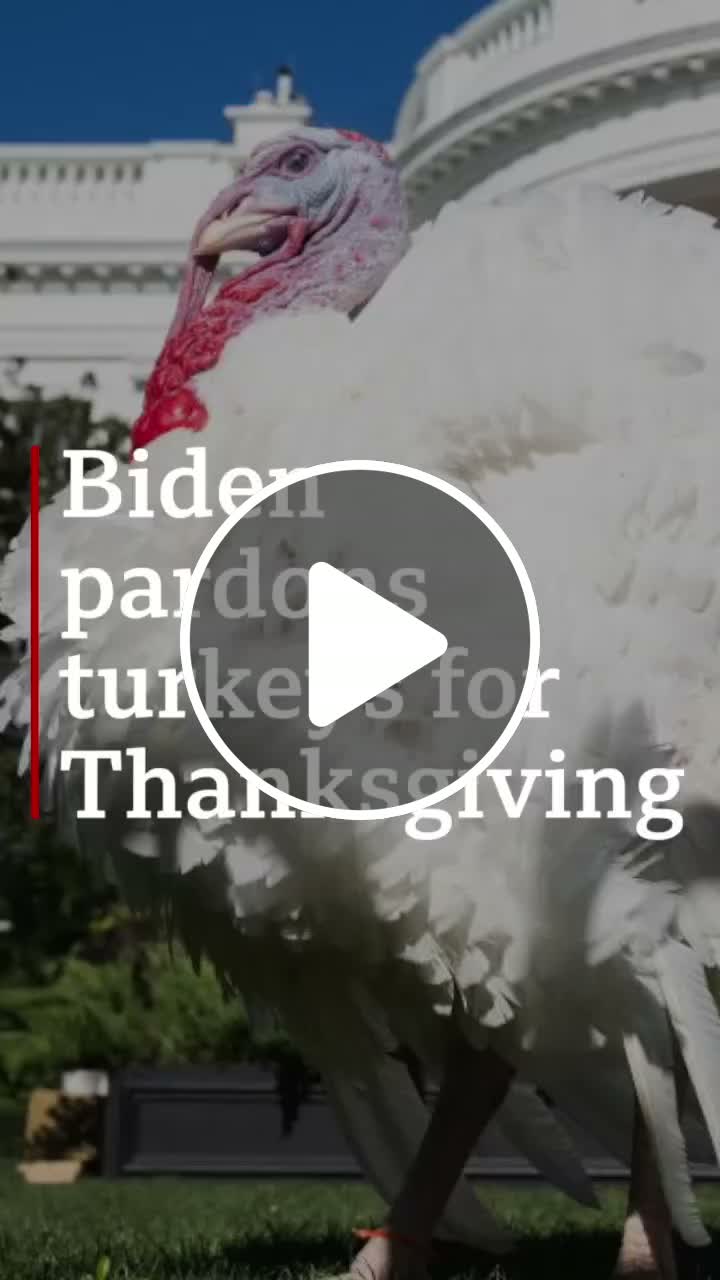 Biden pardons turkeys for Thanksgiving - NewsBreak