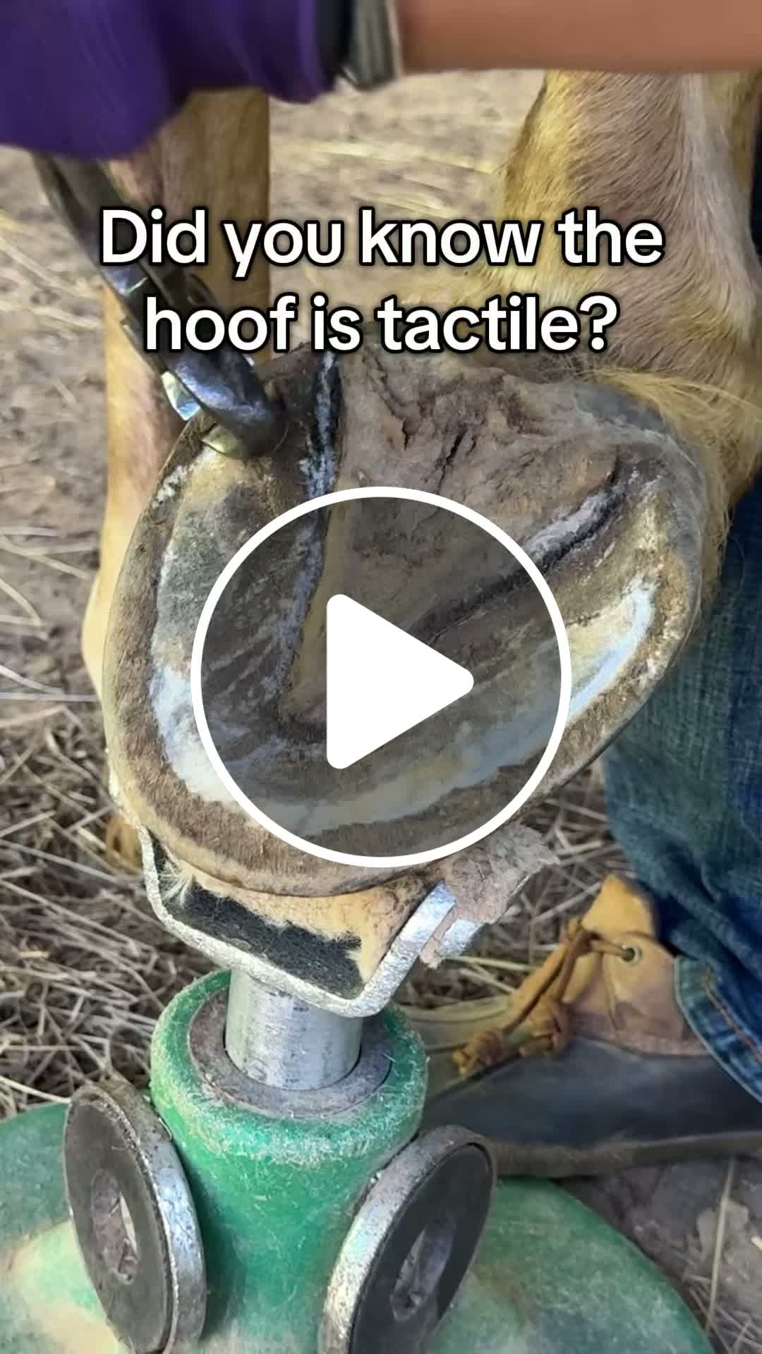 Did you know that the surface your horse stands on can directly impact ...