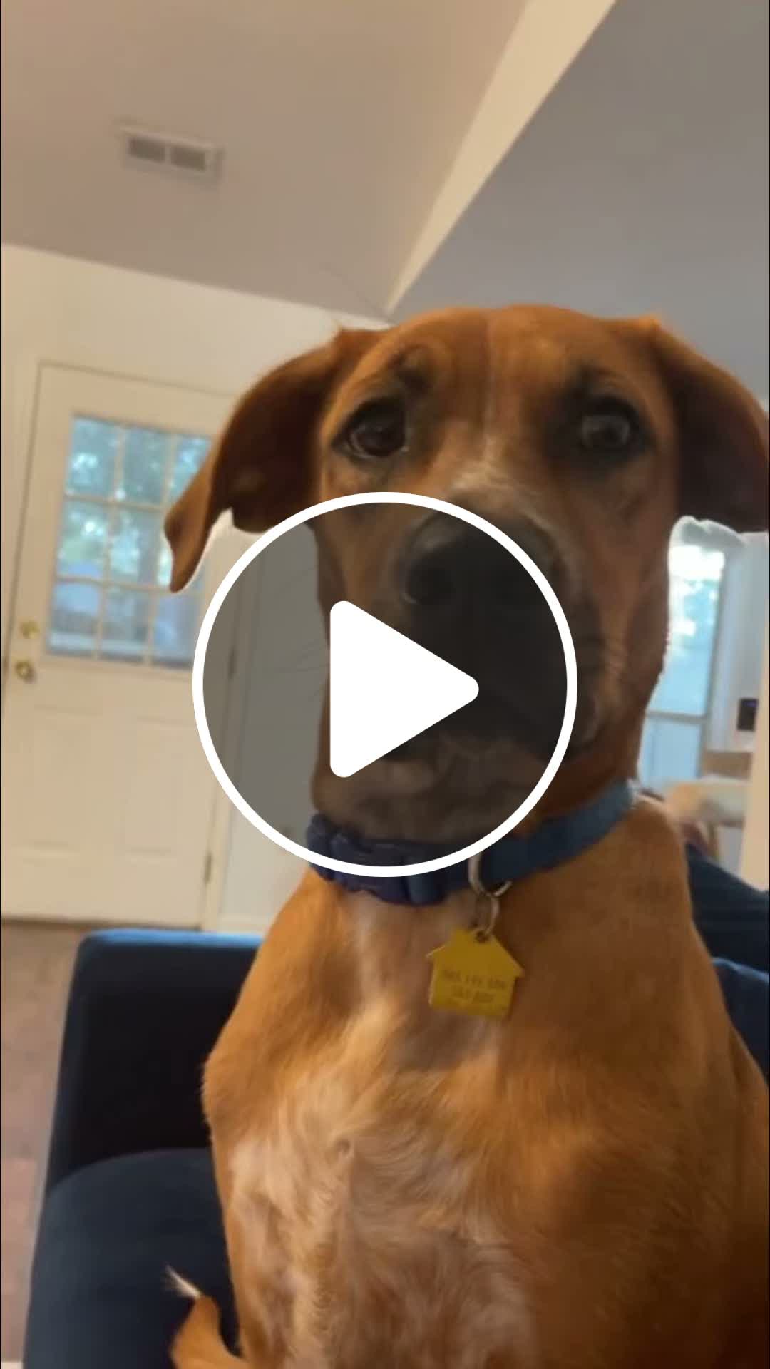 The dog refused to admit he was adopted #cute #funnyvideos #dogsoftik ...