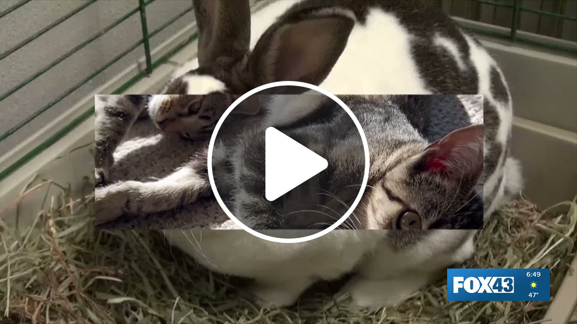 Furry Friends: Meet Lady Thor from the York County SPCA - NewsBreak