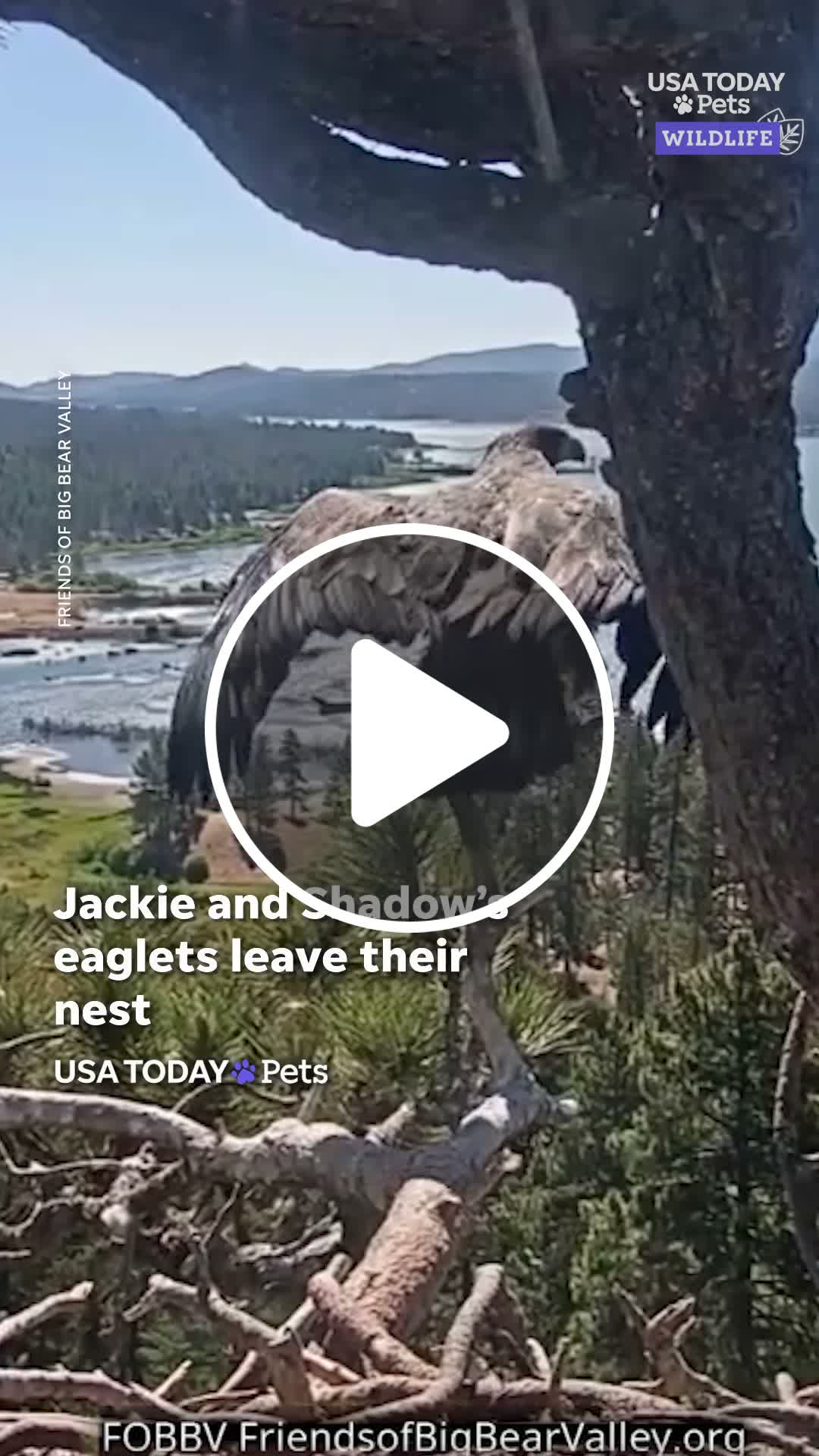 See Jackie, Shadow's eaglets take flight, leave the nest - NewsBreak