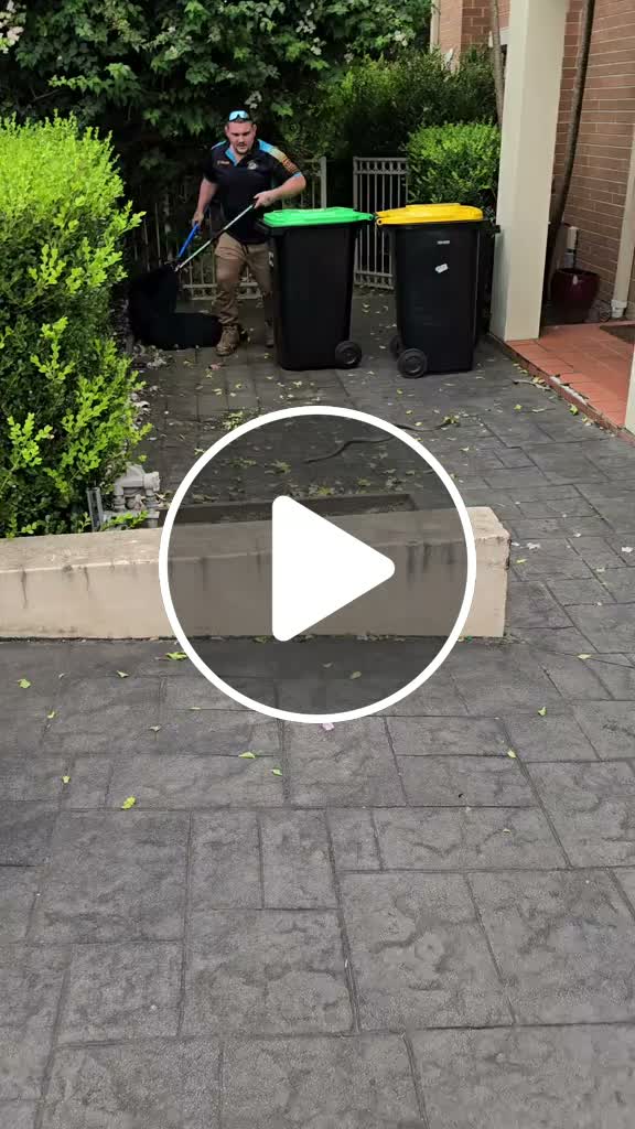 Clever water trick helps snake catcher dislodge deadly Eastern Brown ...