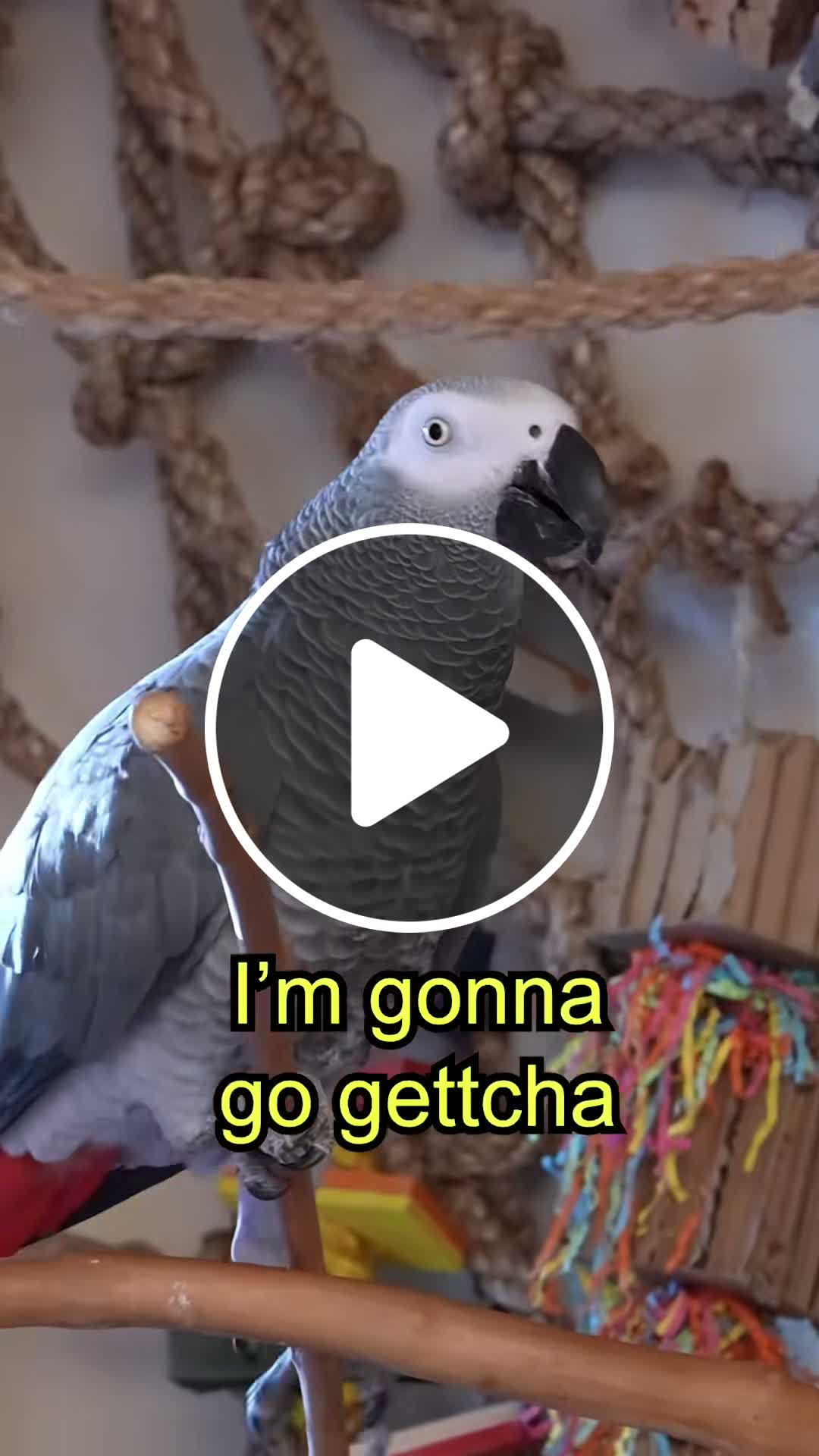 Apollo just going off this day 🦖 #talkingparrot #talktoanimals # ...