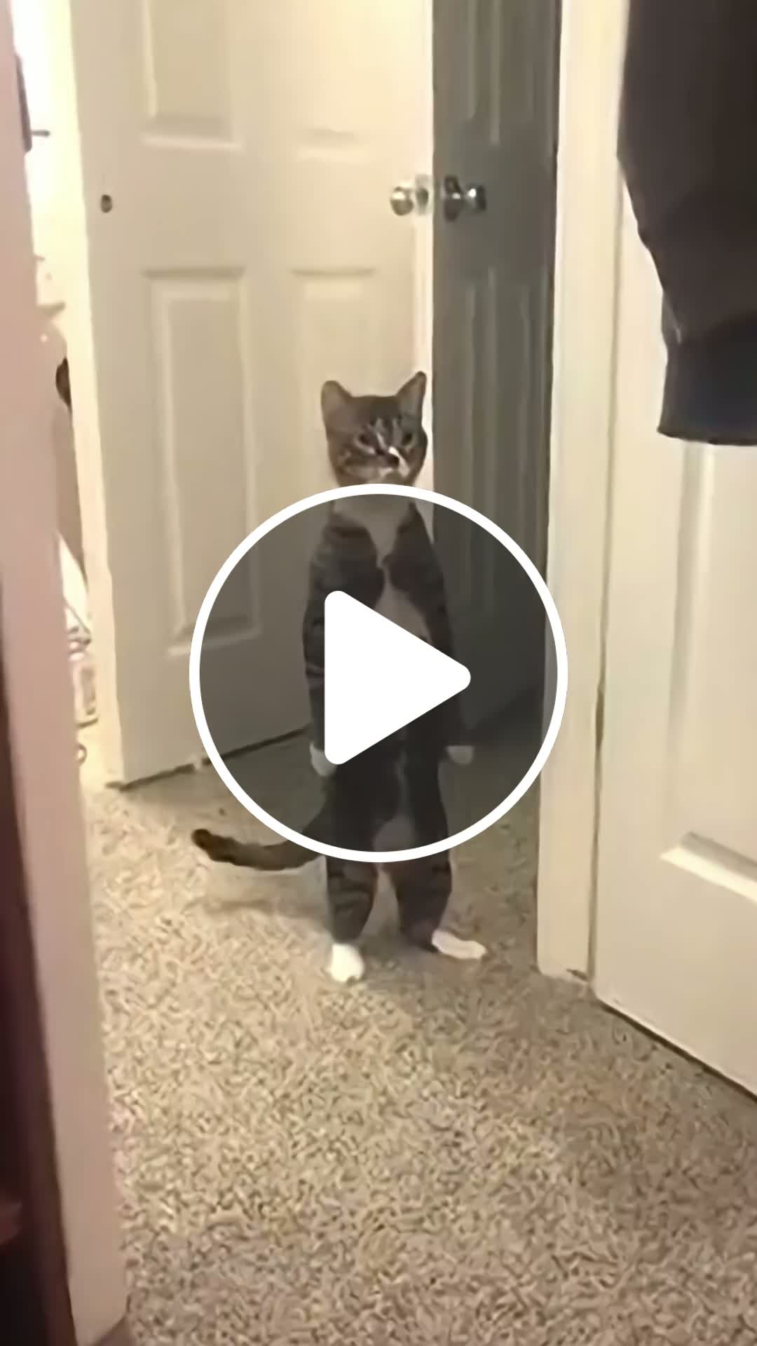 The Most Dramatic Reaction 😂 - NewsBreak