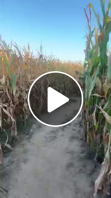 Found them in a Haunted Corn Maze!!! RUN!! - NewsBreak