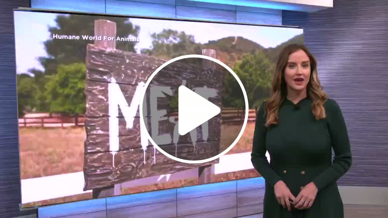 Kevin Bacon temporarily changes name to 'Kevin Bean' for meat-free ...