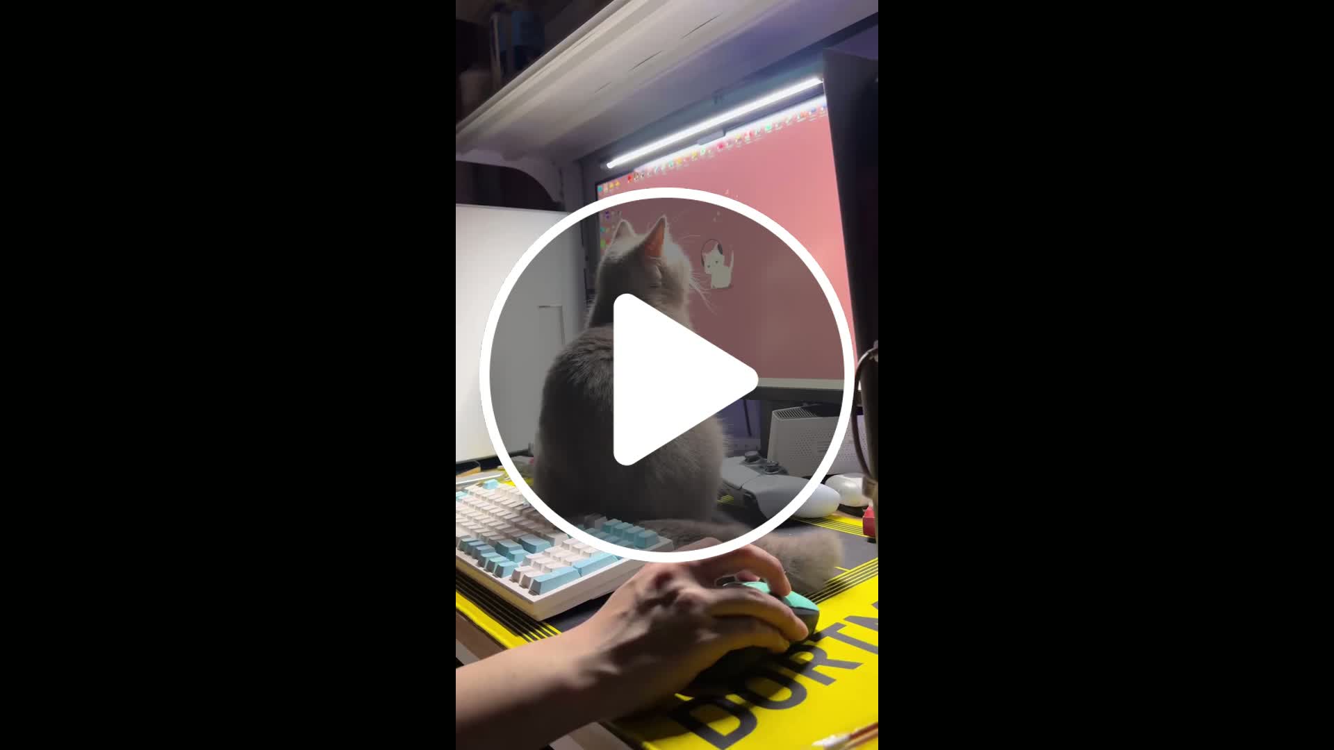 China: Cat mimics cartoon kitten on computer screen in China - NewsBreak