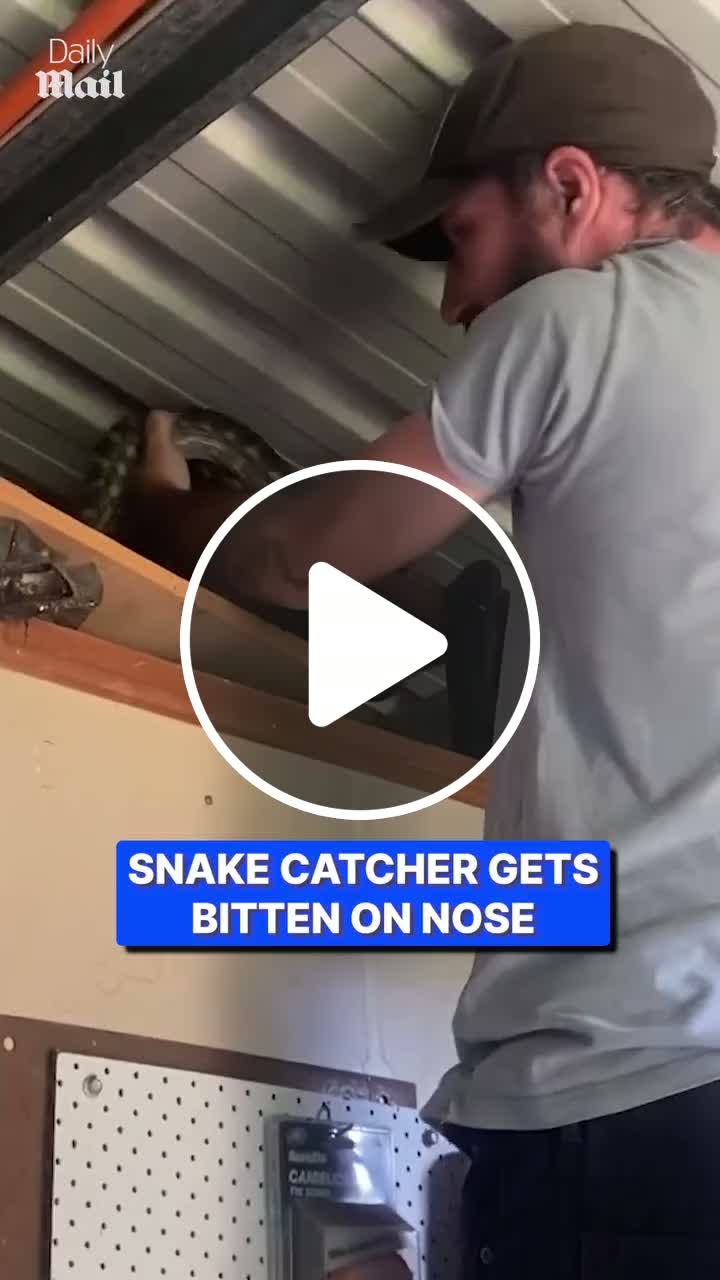 Snake catcher gets bitten on nose by python - NewsBreak