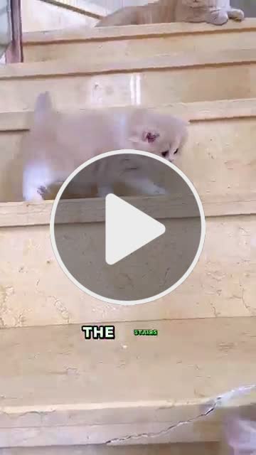 The cat mother had a fight with the cat father to protect the child ...