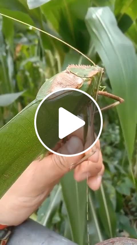 #caughtoncamera The Giant Malaysian Katydid is a species of carnivorous ...
