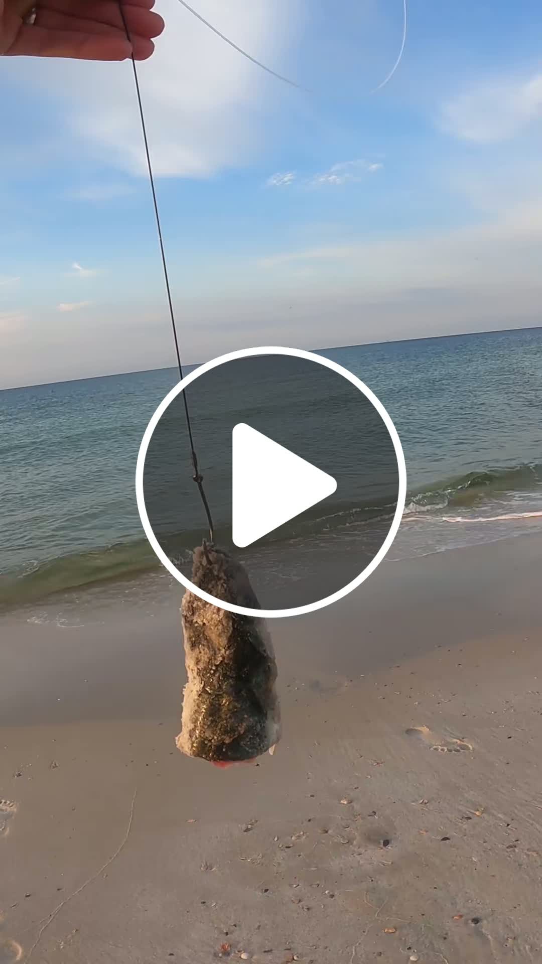 This is what happens when you throw a big fish head off the beach! # ...