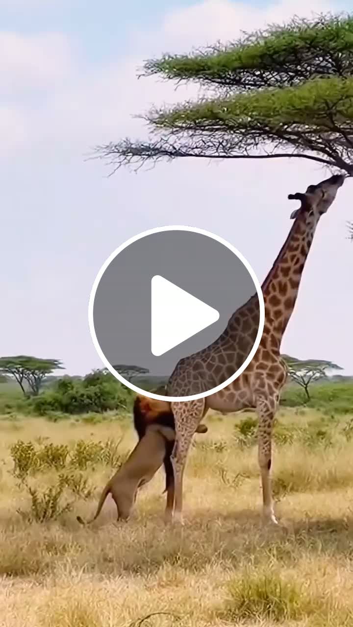 Respect nature, respect wildlife 🌍 Follow to see the beauty of the wild ...