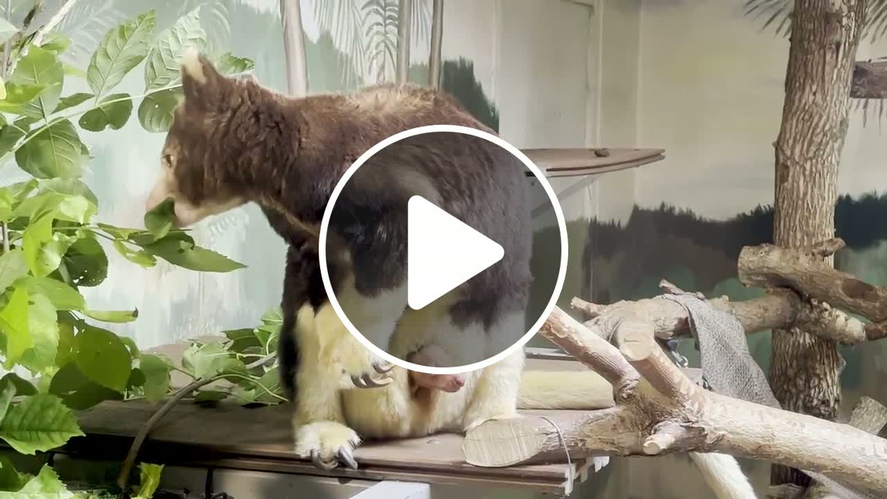 Matschie's tree kangaroo born at Lincoln Children's Zoo - NewsBreak
