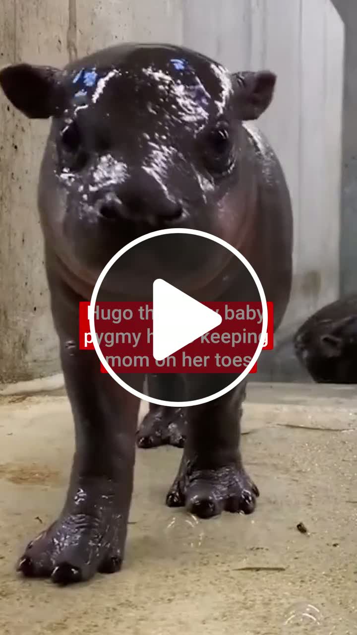 Here’s Hugo the feisty baby pygmy hippo chasing some bubbles and his ...